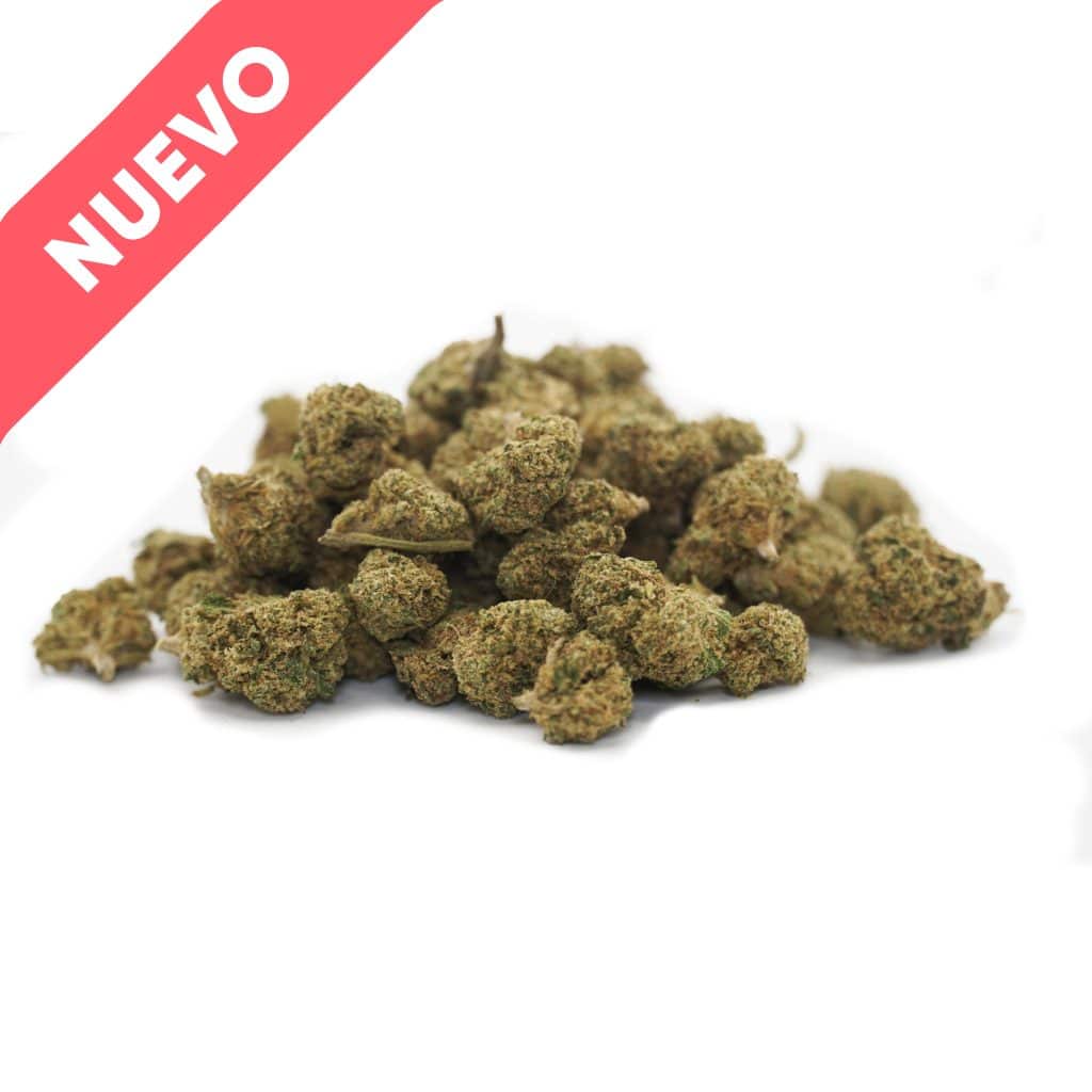 MINI BUDS INDOOR - CANDY POP (NUEVO CULTIVO) | NaturWest