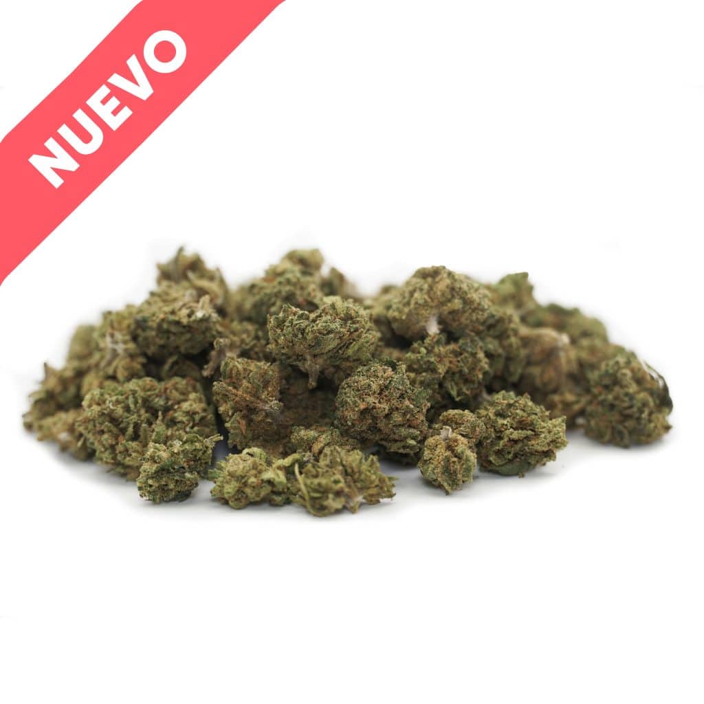 MINI BUDS INDOOR - ZKITTLES POP (NUEVO CULTIVO) | NaturWest
